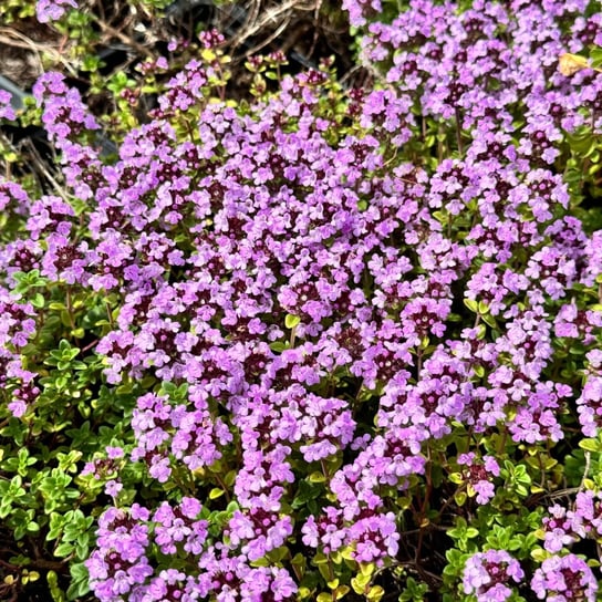 Macierzanka cytrynowa 'Doone Valley' (Thymus x citriodorus) P9 ...