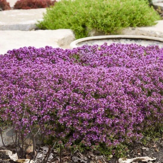 MACIERZANKA fioletowa Coccineus - sadzonki 5 / 10 cm - Gospodarstwo ...