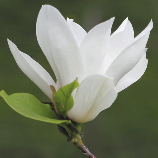 Magnolia Alba Superba 2L - Szkółka Pnączy Marek Wędrowski | Sklep EMPIK.COM