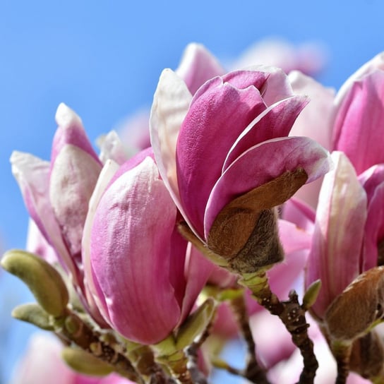 Magnolia Betty 2L - Szkółka Pnączy Marek Wędrowski | Sklep EMPIK.COM
