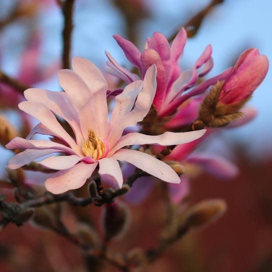 Magnolia Leonard Messel 2L - Szkółka Pnączy Marek Wędrowski | Sklep ...