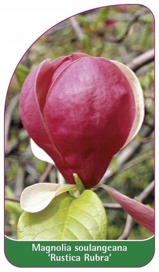 Magnolia soulangeana 'Rustica Rubra' etykiety - Euroflora | Sklep EMPIK.COM