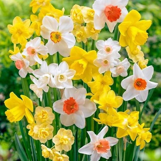 Narcyz botaniczny mieszanka mix 25 szt. - Inna marka | Sklep EMPIK.COM