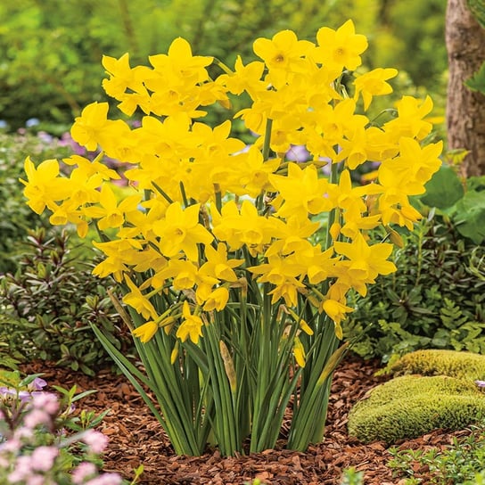 Narcyz Niski Golden Bouquet 5 szt Narcyzy cebulki - BENEX | Sklep EMPIK.COM
