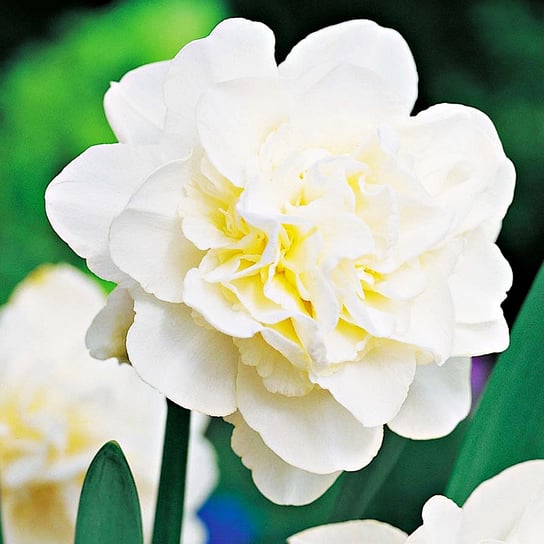 Narcyz Pełny Obdam 5 szt narcyzy cebulki - BENEX | Sklep EMPIK.COM