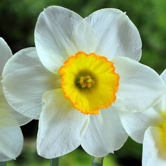 Narcyz wielkoprzykoronkowy polski Flower Record 5 szt. Narcyzy Cebulki ...