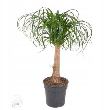 Nolina - Noga słonia XXL - doniczka Ø 24 cm - wysokość 90 cm - Fresh ...