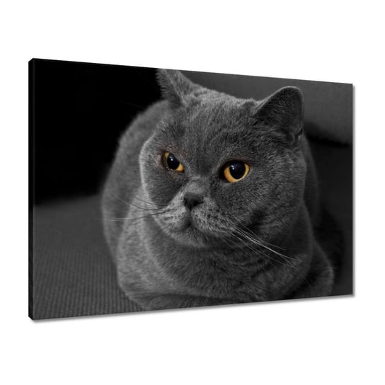 Obraz 70x50 Co ja pacze - ZeSmakiem | Sklep EMPIK.COM