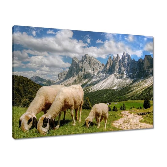 Obraz 70x50 Góry Owce Wypas - ZeSmakiem | Sklep EMPIK.COM
