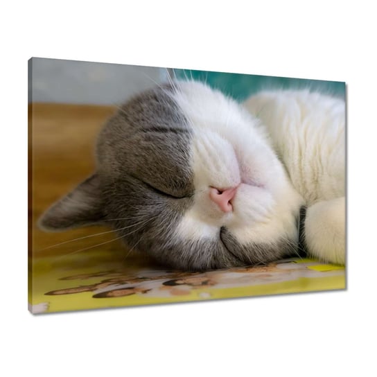 Obraz 70x50 Kot Kotek Kotki Kicia - ZeSmakiem | Sklep EMPIK.COM
