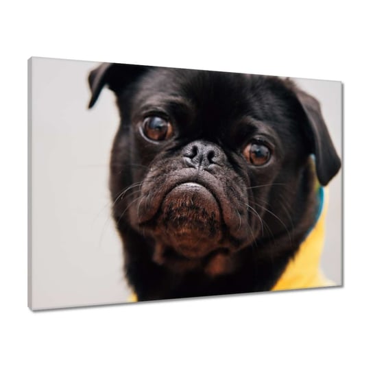 Obraz 70x50 Pies Piesek Psiaki - ZeSmakiem | Sklep EMPIK.COM