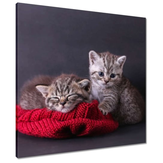 Obraz Dwa słodkie kotki, 60x60cm - ZeSmakiem | Sklep EMPIK.COM