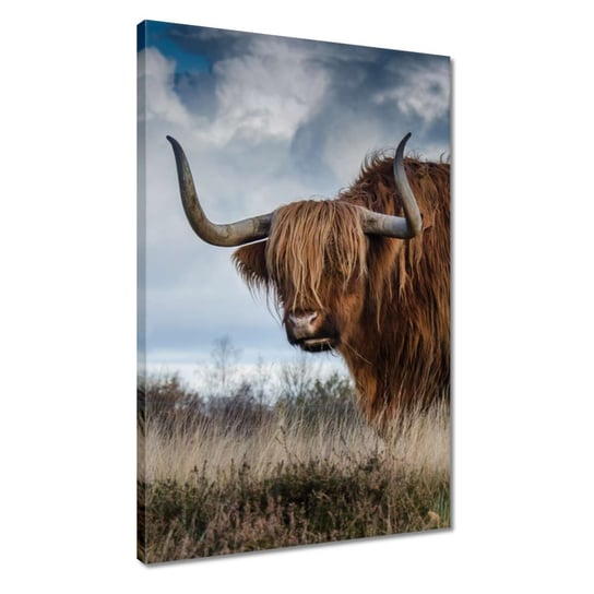 Obraz Krowa rasy wyżynnej, 40x60cm - ZeSmakiem | Sklep EMPIK.COM
