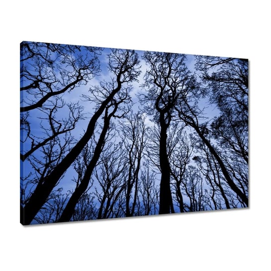 Obraz Las Drzewa Widok z dołu, 70x50cm - ZeSmakiem | Sklep EMPIK.COM