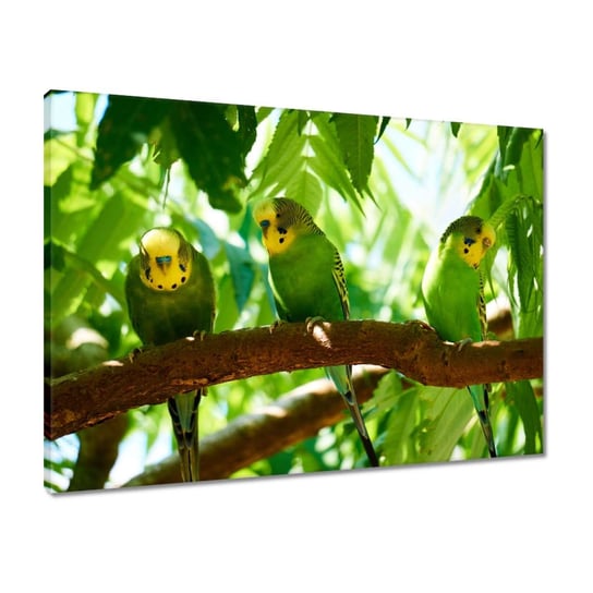 Obraz Papugi Papużki Ptaszki, 70x50cm - ZeSmakiem | Sklep EMPIK.COM