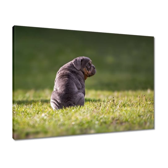Obraz Pies Piesek Psiaki, 70x50cm - ZeSmakiem | Sklep EMPIK.COM