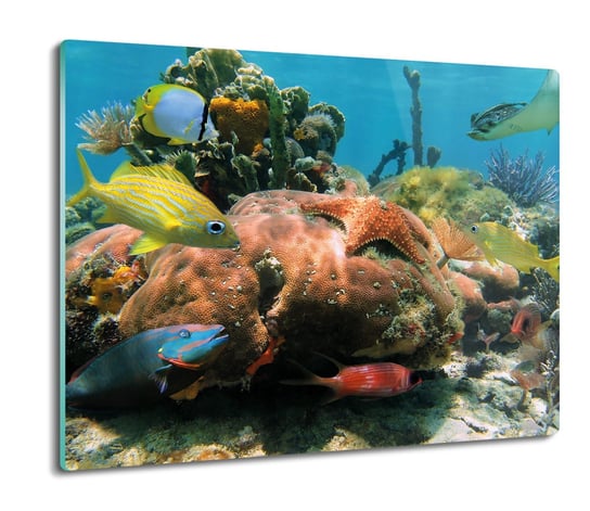 osłona na indukcję druk Rozgwiazda ryby rafa 60x52, ArtprintCave ...