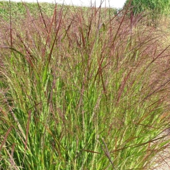Panicum Trawa Proso Rózgowate 1 szt. doniczka P9 - Królik | Sklep EMPIK.COM
