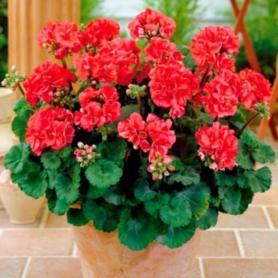 Pelargonia Rabatowa czerwona F2 (Pelargonium zonale) 12 nasion - Toraf ...