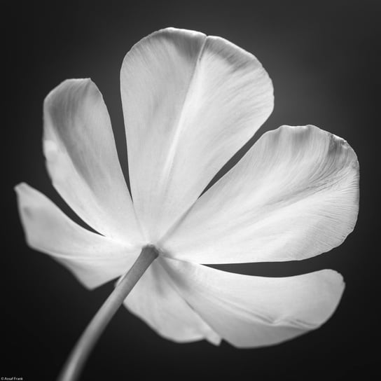 Plakat 30x30cm Kwiat tulipana, Assaf Frank - Zakito Posters | Sklep ...
