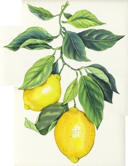 Plakat Do Kuchni Cytryny Retro Vintage 100x70 cm - Atram | Sklep EMPIK.COM