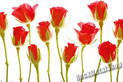 plakat ELEVEN ROSES - reinders | Sklep EMPIK.COM