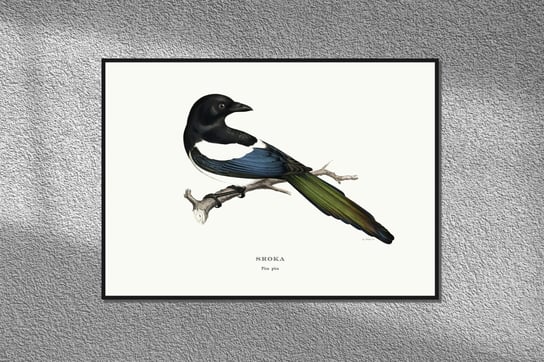 Plakat Sroka, Grafika Ze Starego Atlasu Ptaków 21X30 (A4) / Dodoprint ...