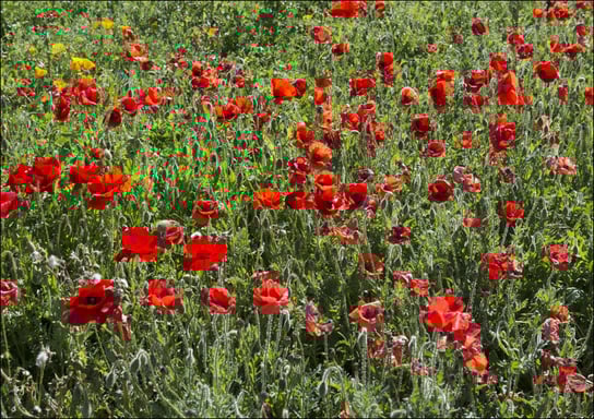 Poppy fields, Carol Highsmith - plakat 91,5x61 cm - Galeria Plakatu ...