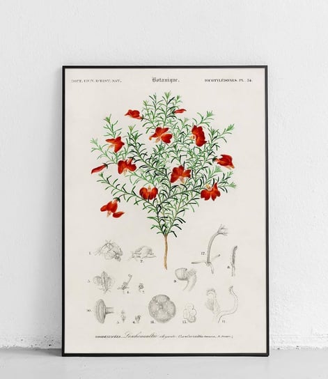 Poster Polytechnic, Indygowiec - plakat - Poster Polytechnic | Sklep ...