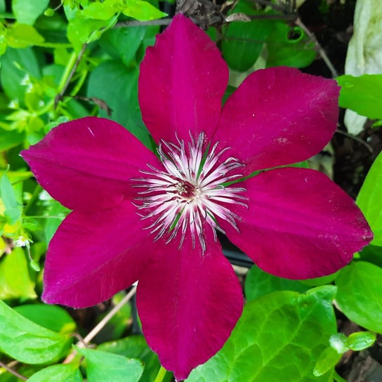 Powojnik Perida wielkokwiatowy 1L - Szkółka Pnączy Marek Wędrowski ...