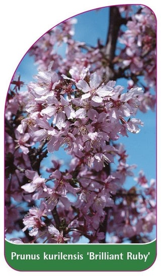 Prunus kurilensis 'Brilliant Ruby' etykiety szkółkarskie - Euroflora ...