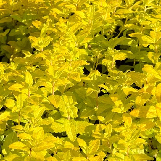 Przetacznik rozesłany żółty 'Aztec Gold' (Veronica prostrata) Doniczka ...