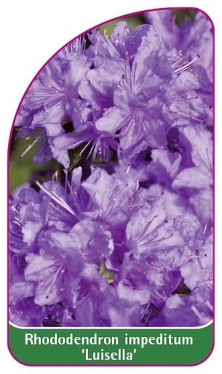 Rhododendron impeditum 'Luisella' etykiety - Euroflora | Sklep EMPIK.COM