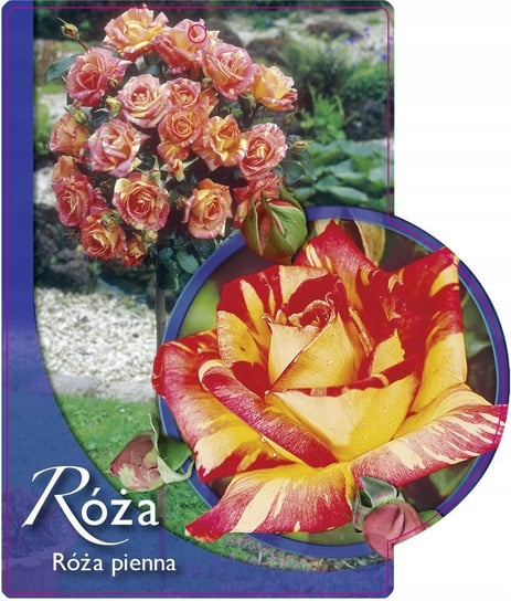 * Róża pienna 10 A etykiety szkółkarskie - Euroflora | Sklep EMPIK.COM