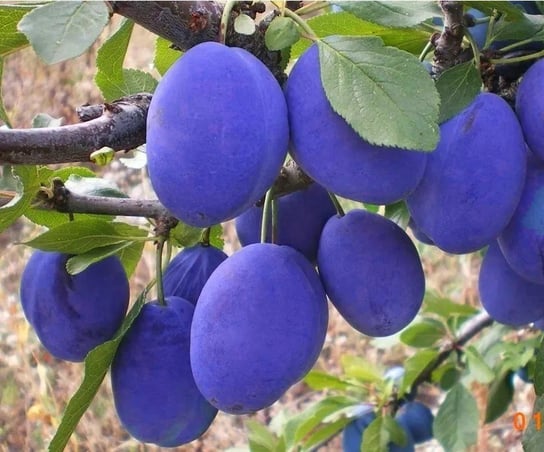 ŚLIWA WĘGIERKA zwykła na śliwowicę - sadzonki 90 / 140 cm ...