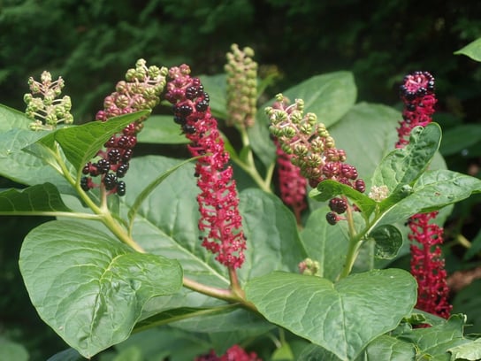 SZKARŁATKA CHIŃSKA PHYTOLACCA POLYANDRA 20 NASION - DobreNasiona.pl ...
