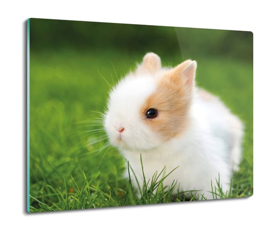 szklana osłonka kuchenna Zając dziecko trawa 60x52, ArtprintCave ...