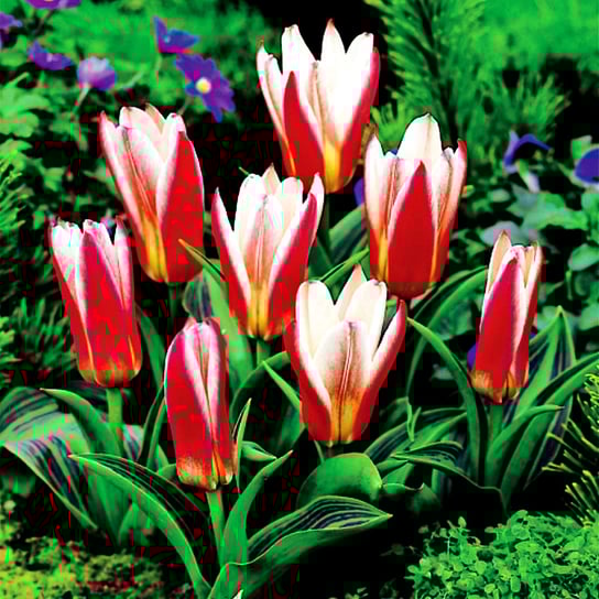 Tulipan Niski Kaufmanna Heart'S Delight 5 szt Tulipany cebulki ...