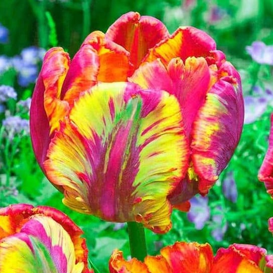 Tulipan papuzi Rasta Parrot 5 szt. - Inna marka | Sklep EMPIK.COM