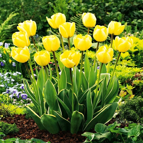 Tulipan z Dwukolorowym Liściem Jaap Groot 5 szt cebulki tulipanów ...
