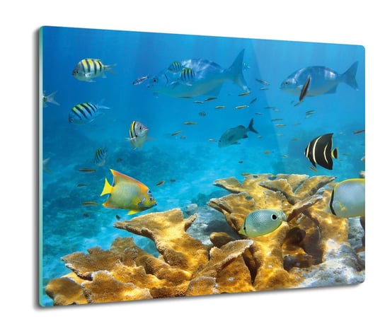 ze szkła osłonka kuchenna Kolorowe ryby rafa 60x52, ArtprintCave ...