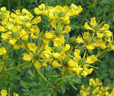 ZIOŁO RUTA ZWYCZAJNA (RUTA GRAVEOLENS) - 30 NASION - DobreNasiona.pl ...